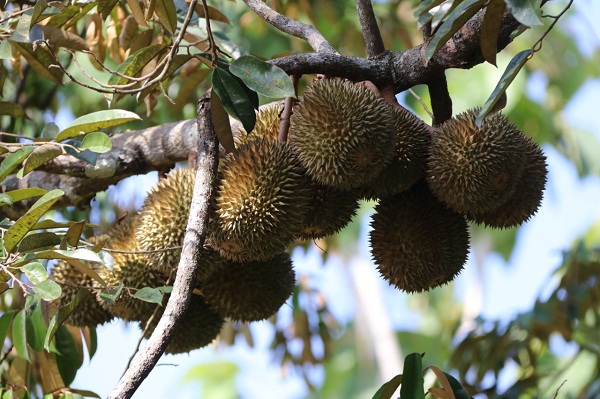 Ayo Dolan Blora, Berkeliling Agro Wisata Kampung Durian Nglawungan ...